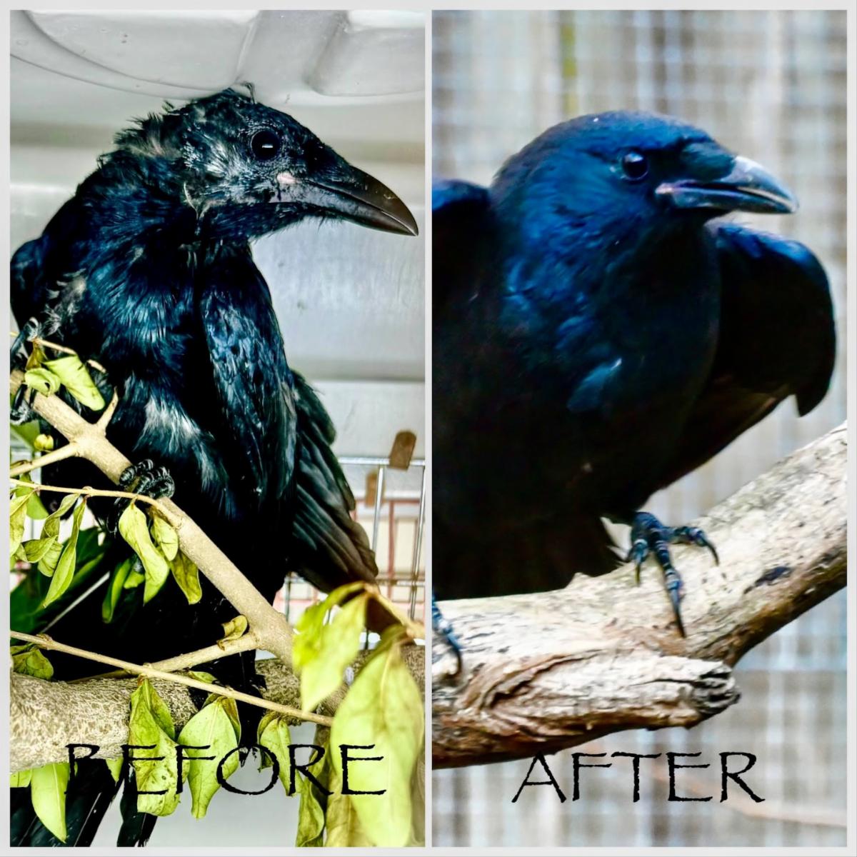 Wild Care January Duck Tales