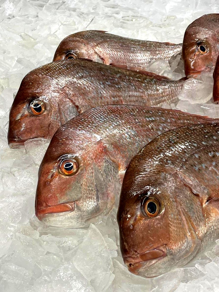 What's Fresh: King Salmon, Tai Snapper, Hatteras Salts Oysters, and More!