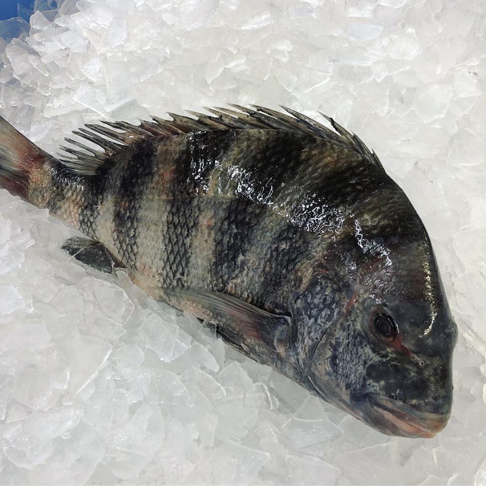 Spotlight: Sheepshead, Limited Edition Old Bay Seafood, and Scottish Salmon