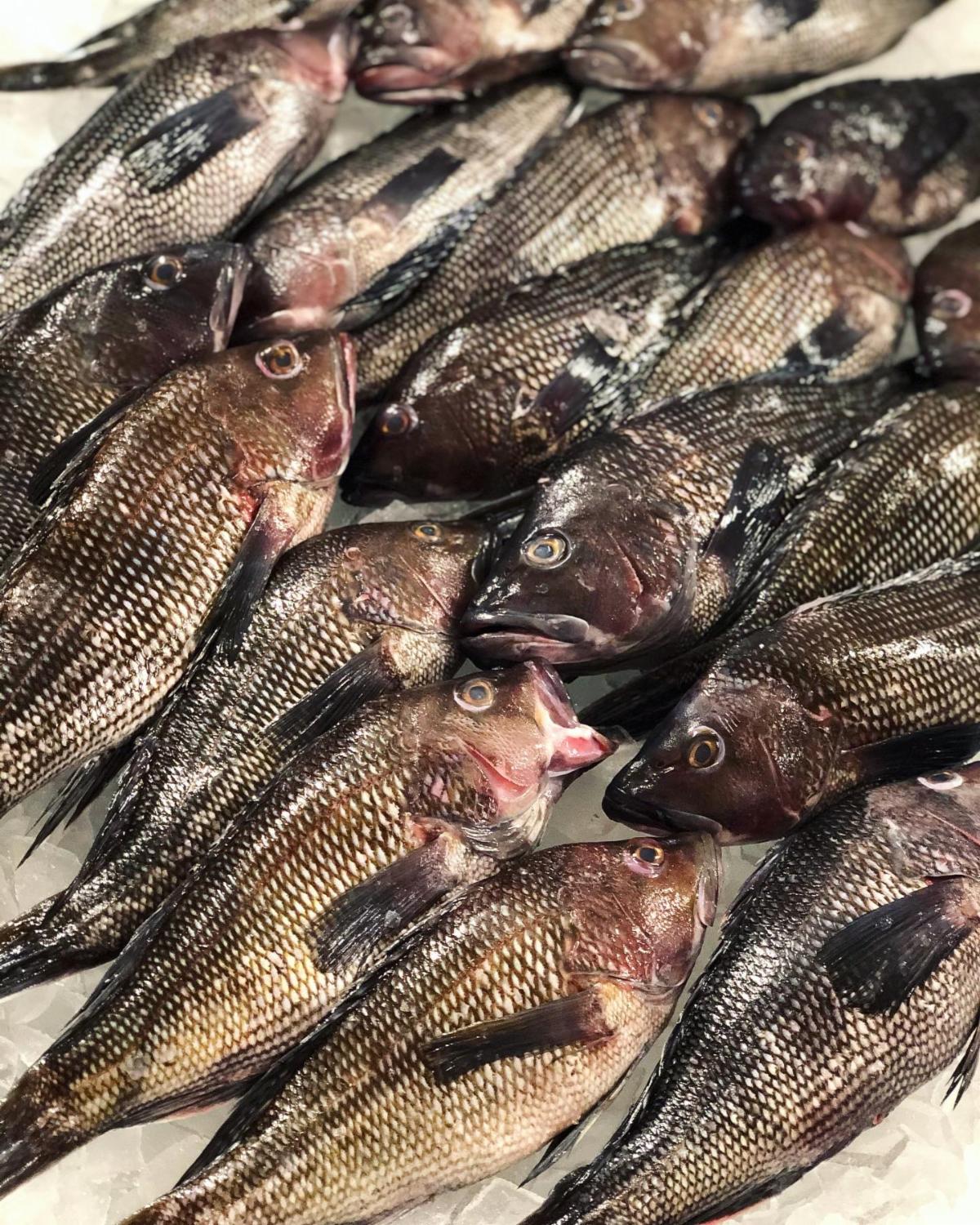 What's Fresh: King Salmon, Tai Snapper, Hatteras Salts Oysters, and More!