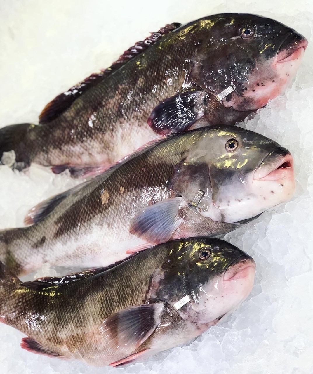Spotlight: Fresh Tautog, Halibut, and Yellowfin Tuna!