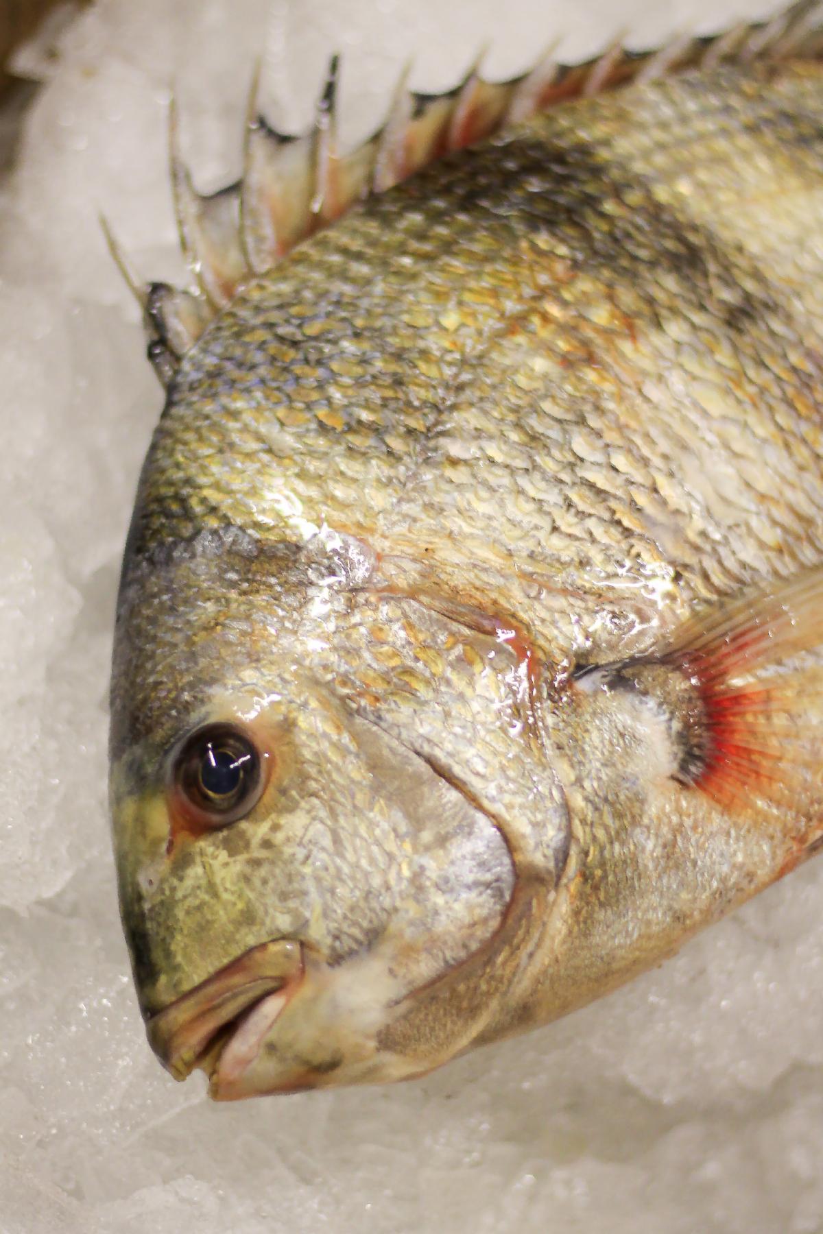 What's Fresh This Week: New Zealand King Salmon, Uni, Sheepshead, and More!
