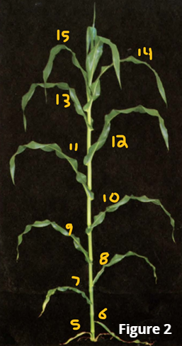 Staging Corn for Proper Foliar Timing