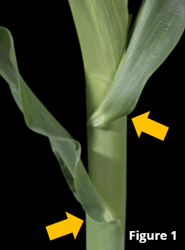 Staging Corn for Proper Foliar Timing