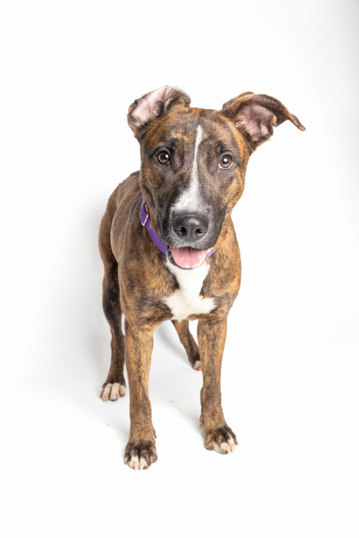 Wake County Animal Center Wags and Brags Newsletter