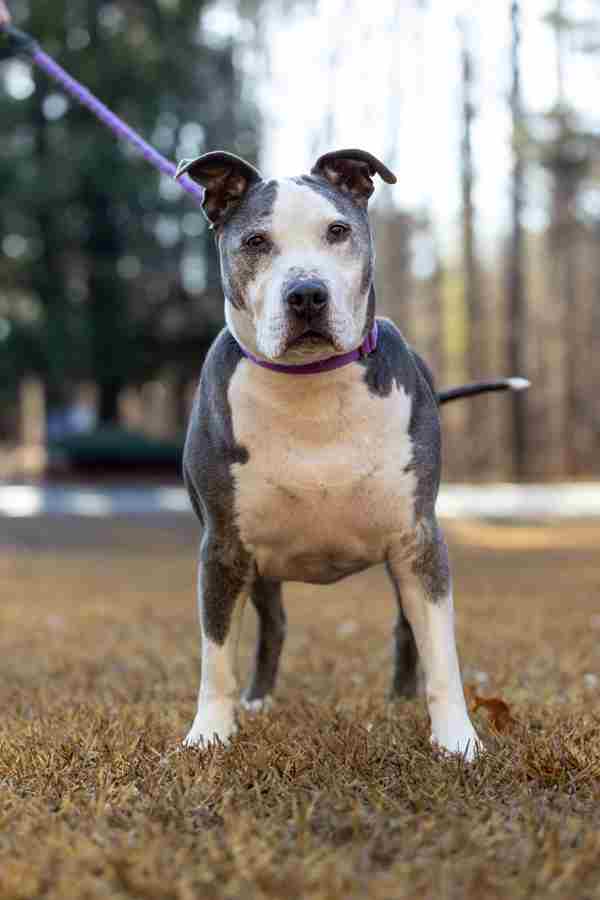 Wake County Animal Center Wags and Brags Newsletter