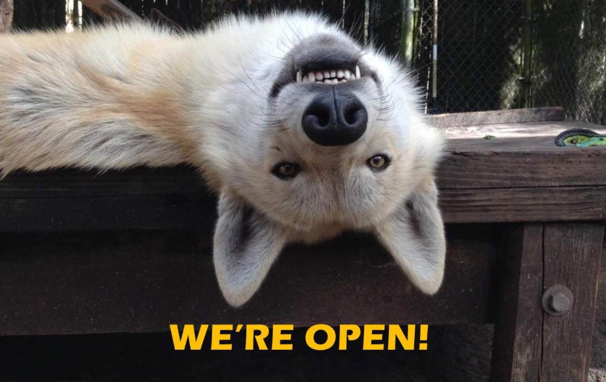 Shy Wolf Newsletter - March 2020