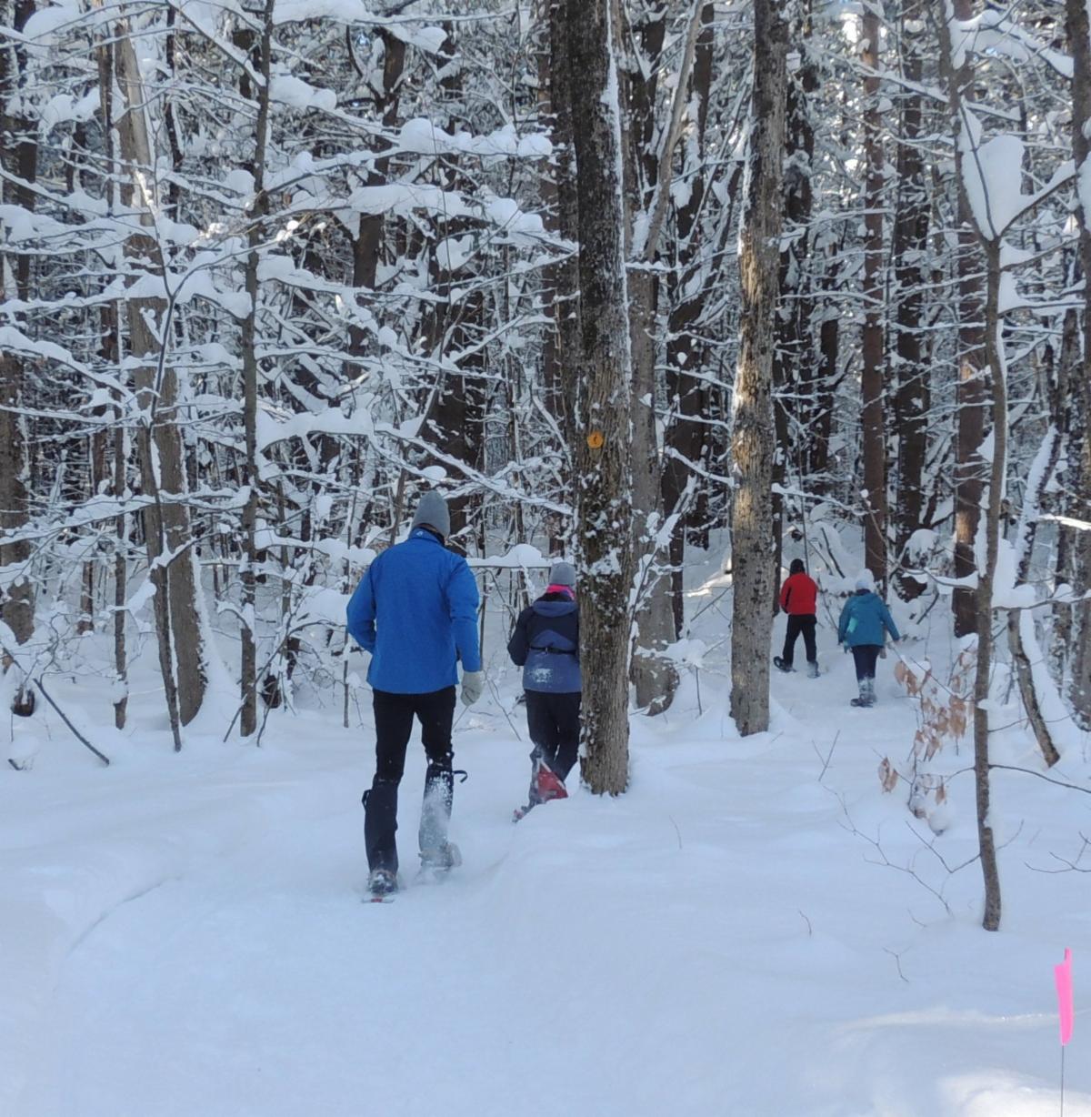 Winona Forest Winter Preview!!