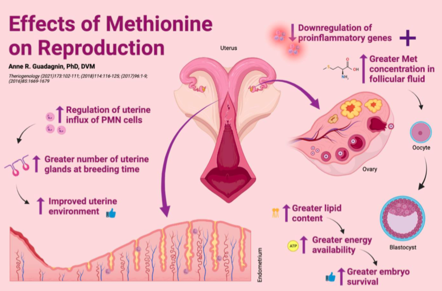 Dr. Phil Cardoso - Met & Lys for Transition & Reproduction