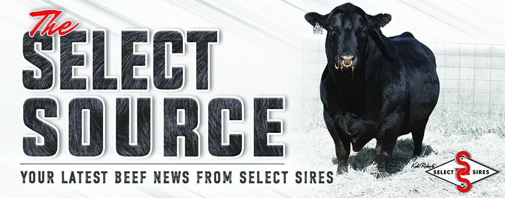 The Select Source - Top Angus Sire Registrations for 2023