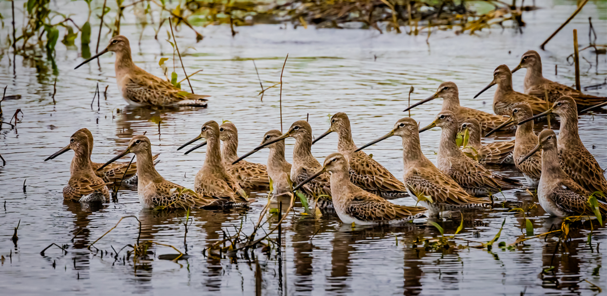 NFWF - Requests for Proposals 7/3