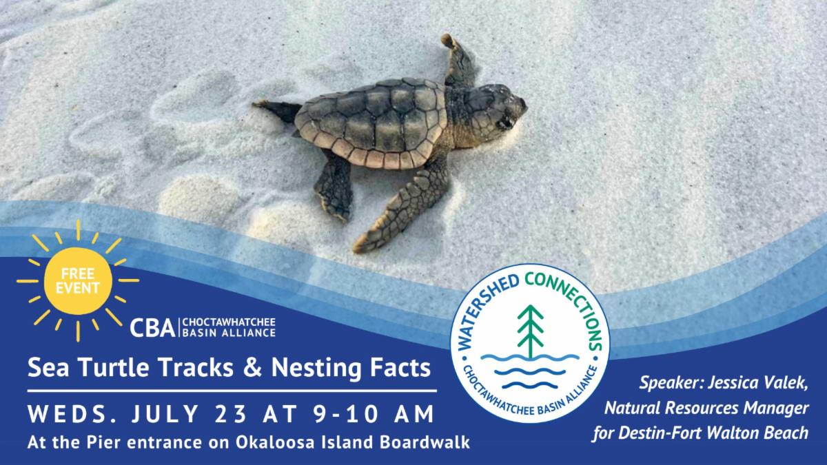 Sea Turtle Tracks & Nesting Facts