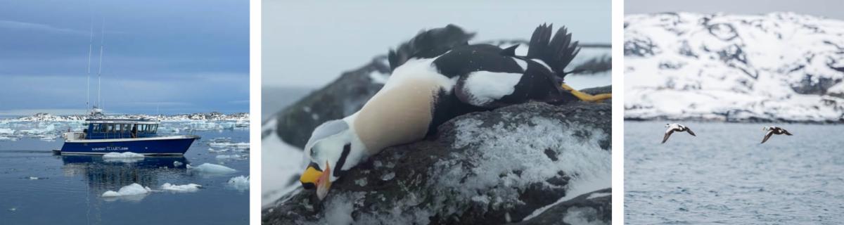 WIN a Greenland Waterfowl Hunt and Prize Package + Featured Hunts