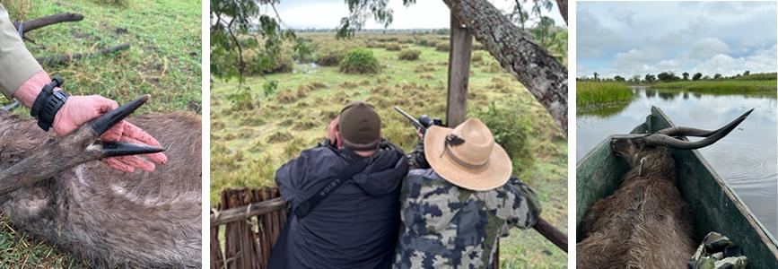 Hunting Sitatunga in Africa + Featured Hunts