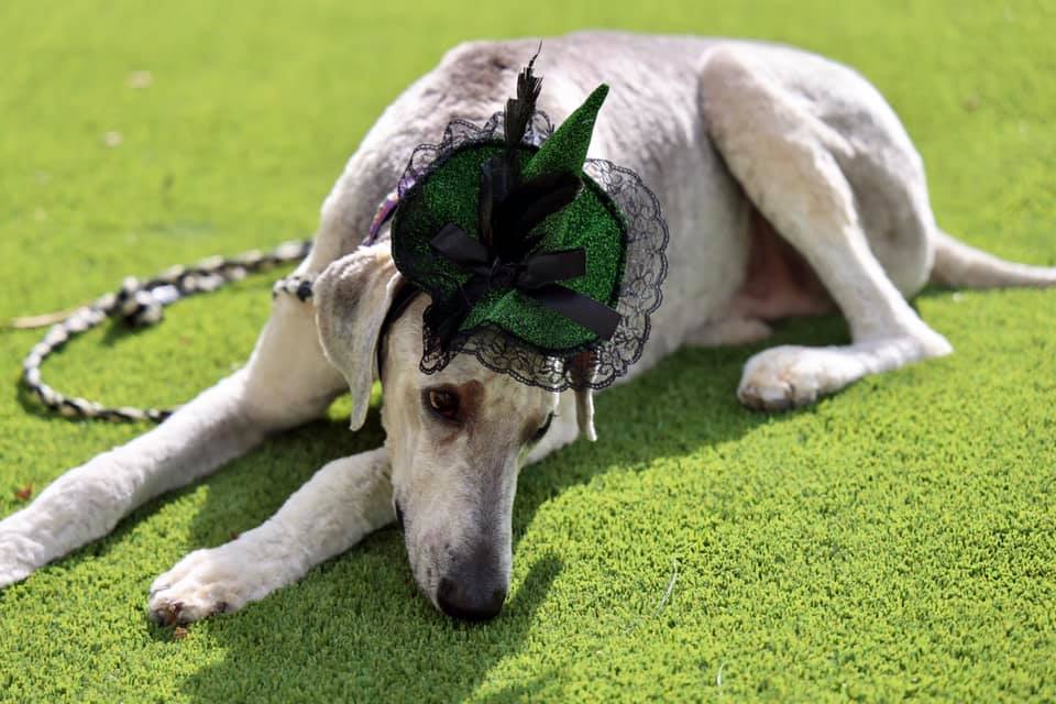 Service Dog Awareness Month