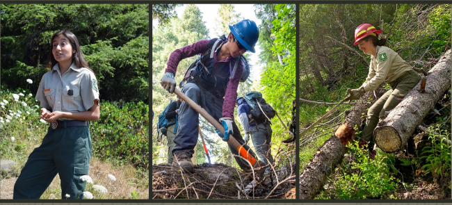 Updated-Forestry Technician Opens August 14th! Apply now!