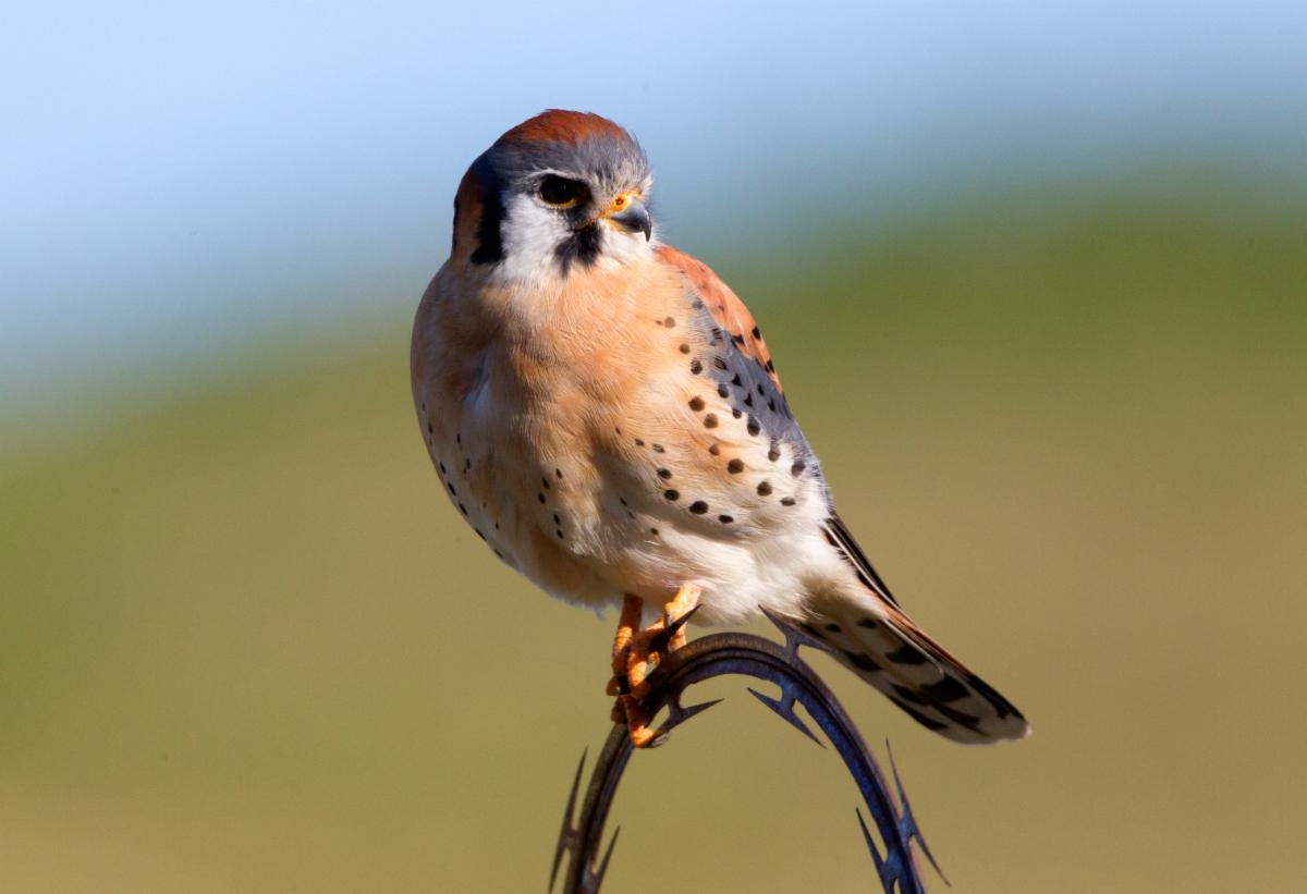 GCBO's Bird of the Month: July 2020