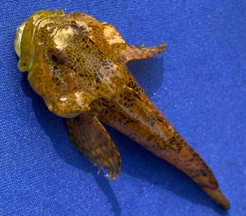 The latest fishing news for you