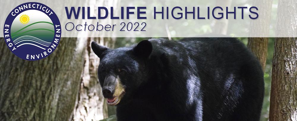 Turtles, Bears, Invasive Plants, and More!