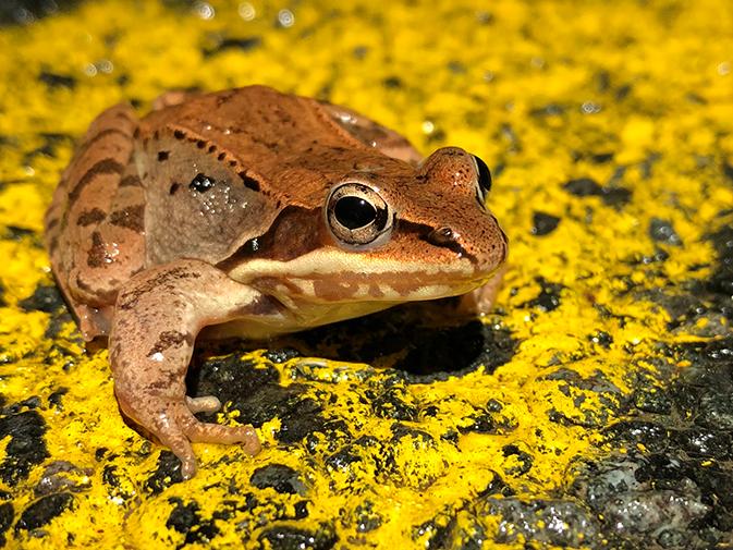 Report wildlife sightings, Bears and bird feeders, Wood frogs, and More!