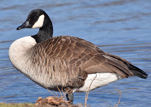 Coyotes, Master Wildlife Conservationist Program, Waterfowl Banding ...