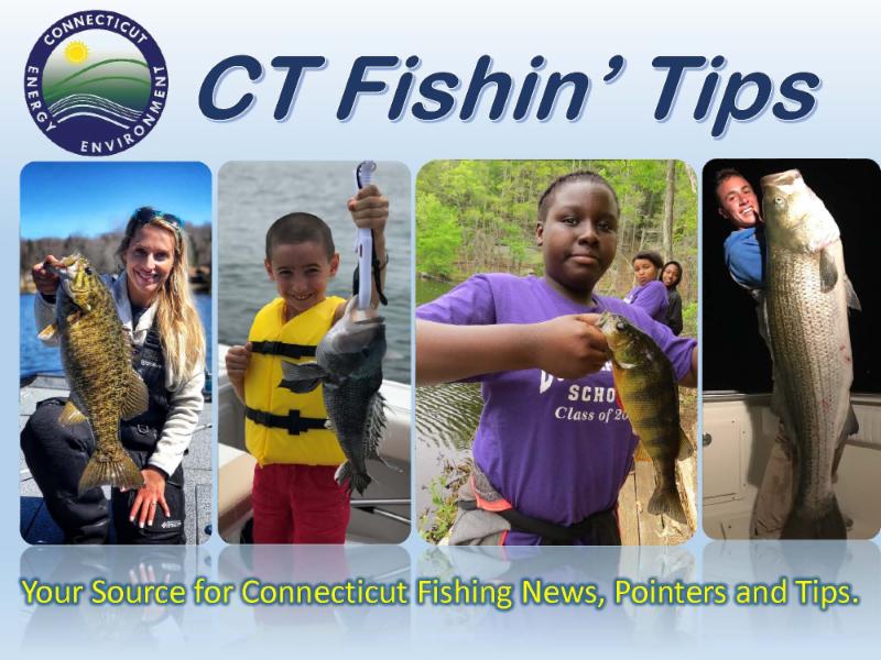 Your CT Fishin' Tips is here!