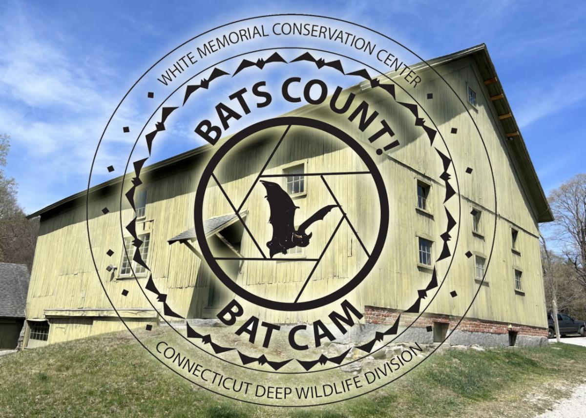 Bats Count Event, Snakes, Turkey Brood Survey, and More!