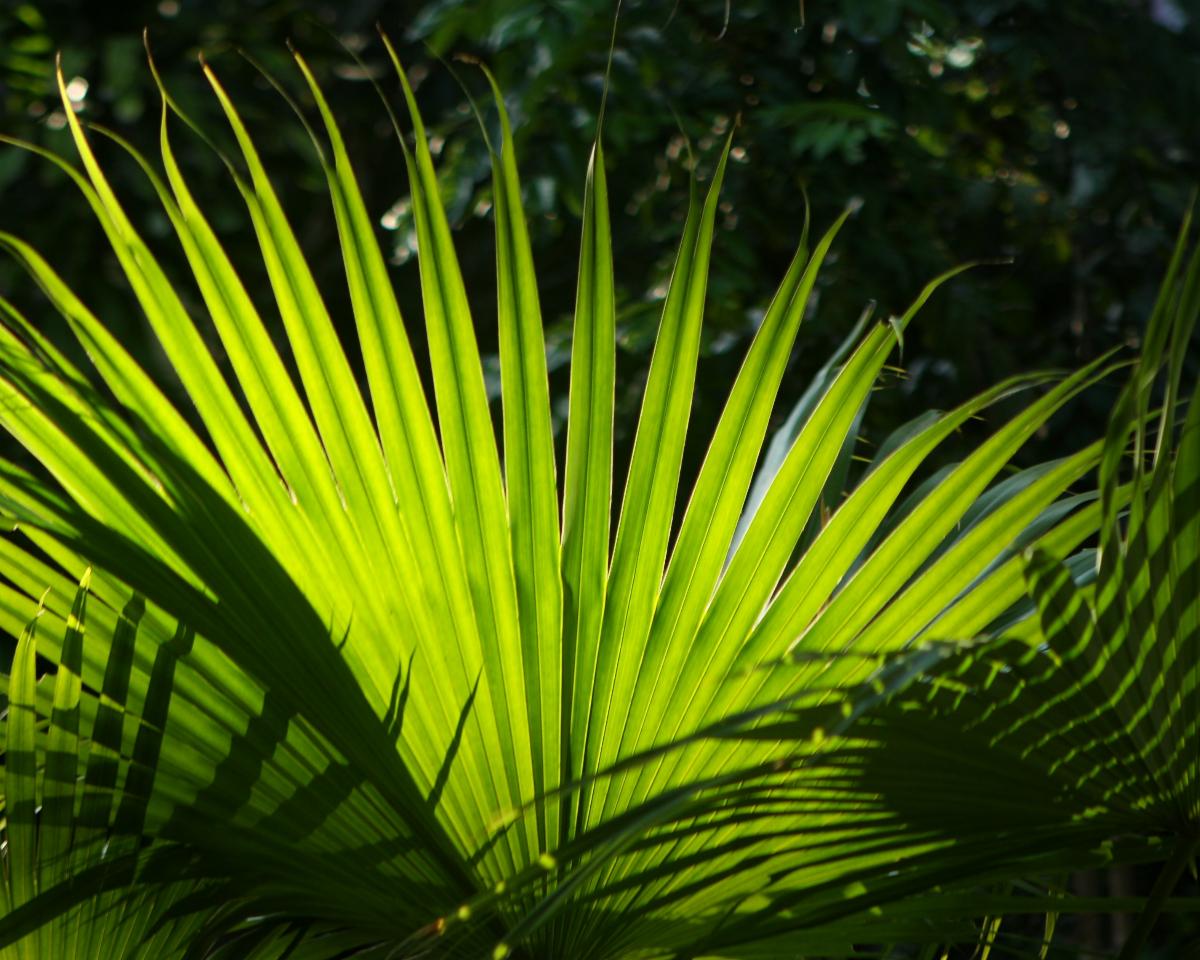 Lenten Devotional for Palm Sunday