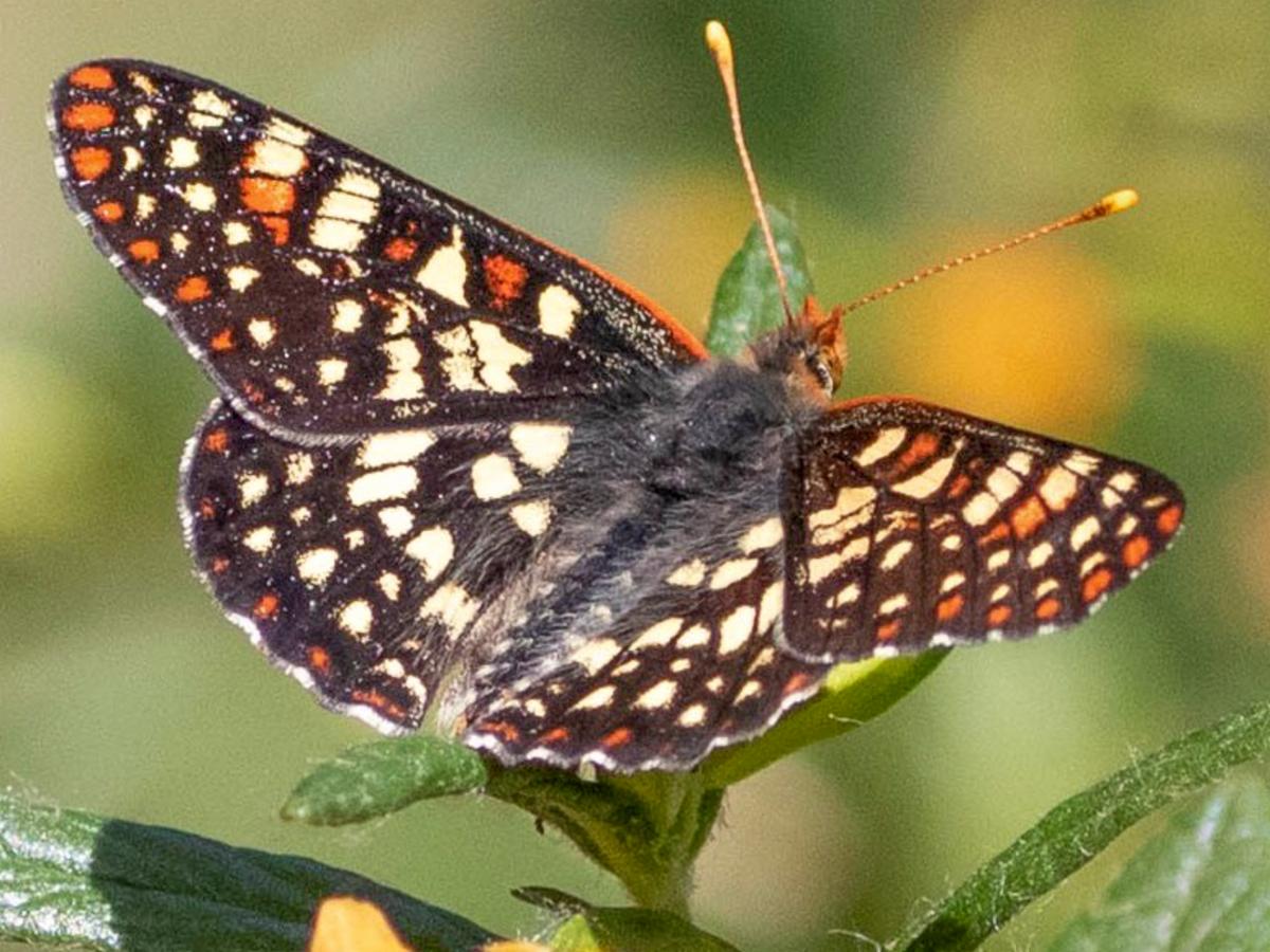 McDowell Sonoran Conservancy Steward News