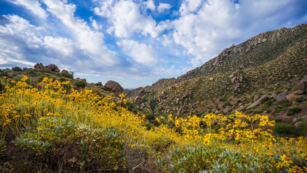 McDowell Sonoran Conservancy Steward News