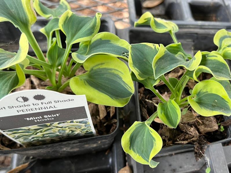 This Saturday - June 11th - Open to the Public