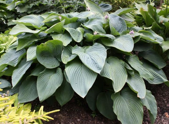 The Hosta Farm Of Mendon Open to the Public Days for 2022