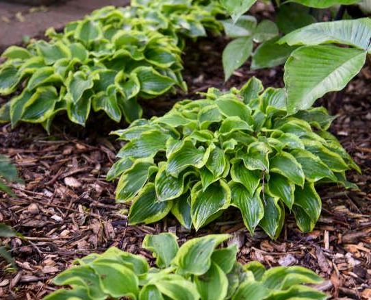The Hosta Farm Of Mendon Open to the Public Days for 2022