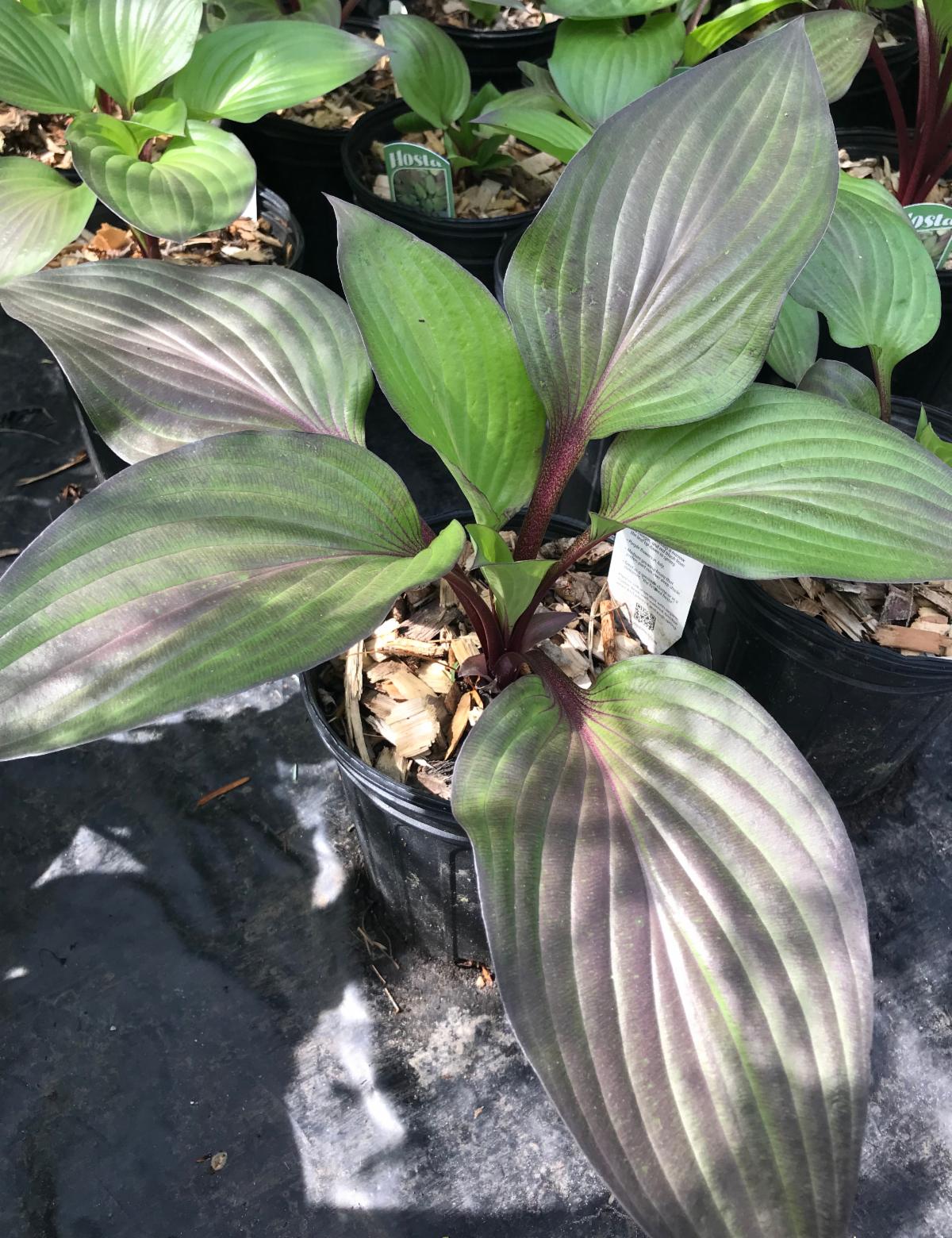 The Hosta Farm Of Mendon Open to the Public on Saturday, June 10th