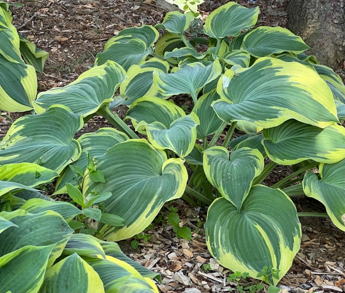 The Hosta Farm Of Mendon Open to the Public on Saturday, June 10th
