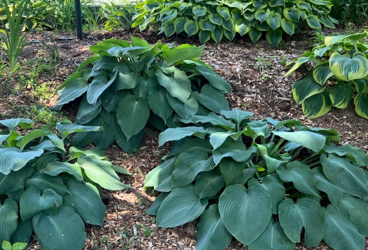The Hosta Farm Of Mendon Open to the Public on Saturday, June 10th