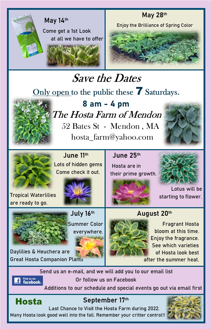 The Hosta Farm Of Mendon Open to the Public Days for 2022
