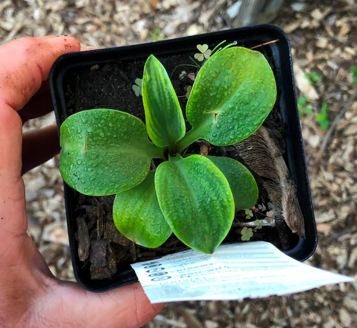 The Hosta Farm Of Mendon Open to the Public Days for 2022