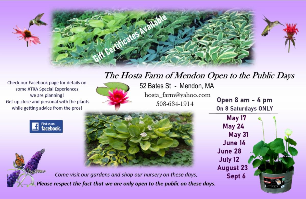 The Hosta Farm Of Mendon Open to the Public Days for 2025