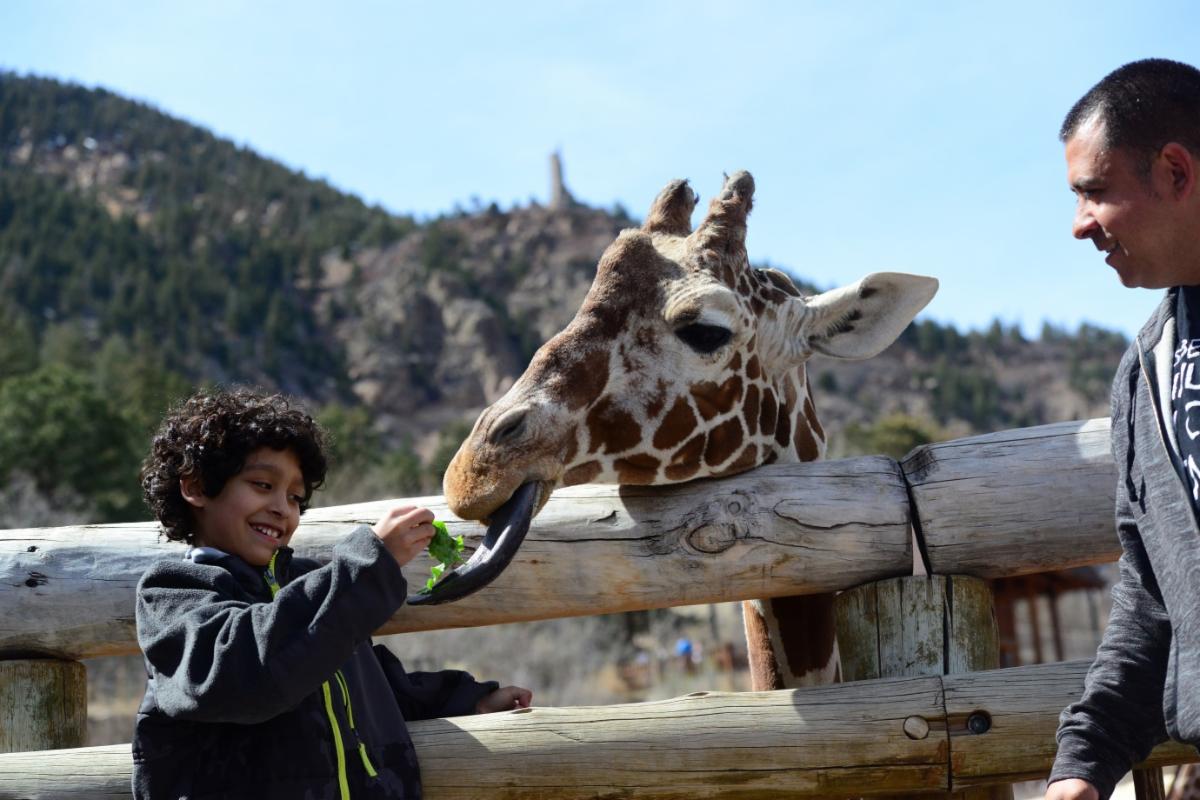 Cheyenne Mountain Zoo Celebrates the Long Life of a Long-Necked ‘Nanny ...