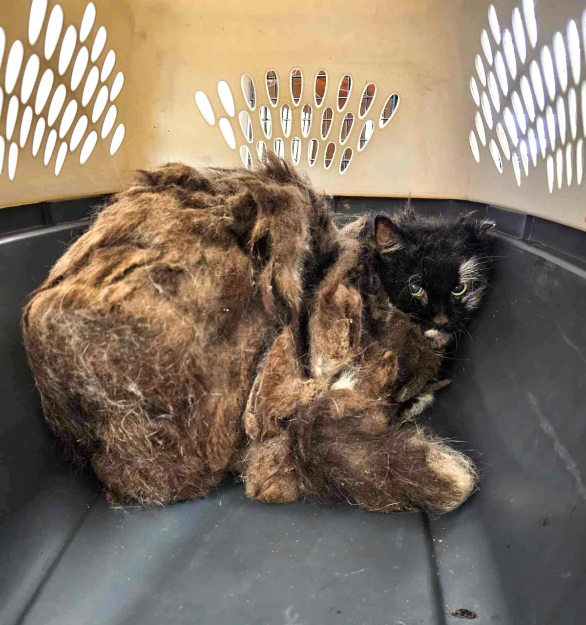 Rescuers are still pulling cats from this horror house!