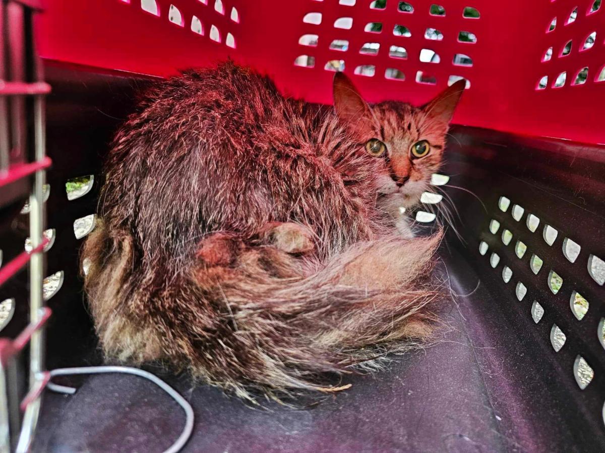 Rescuers are still pulling cats from this horror house!