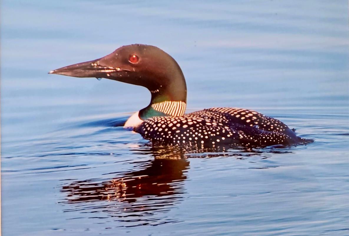 Loons on Cobbosssee
