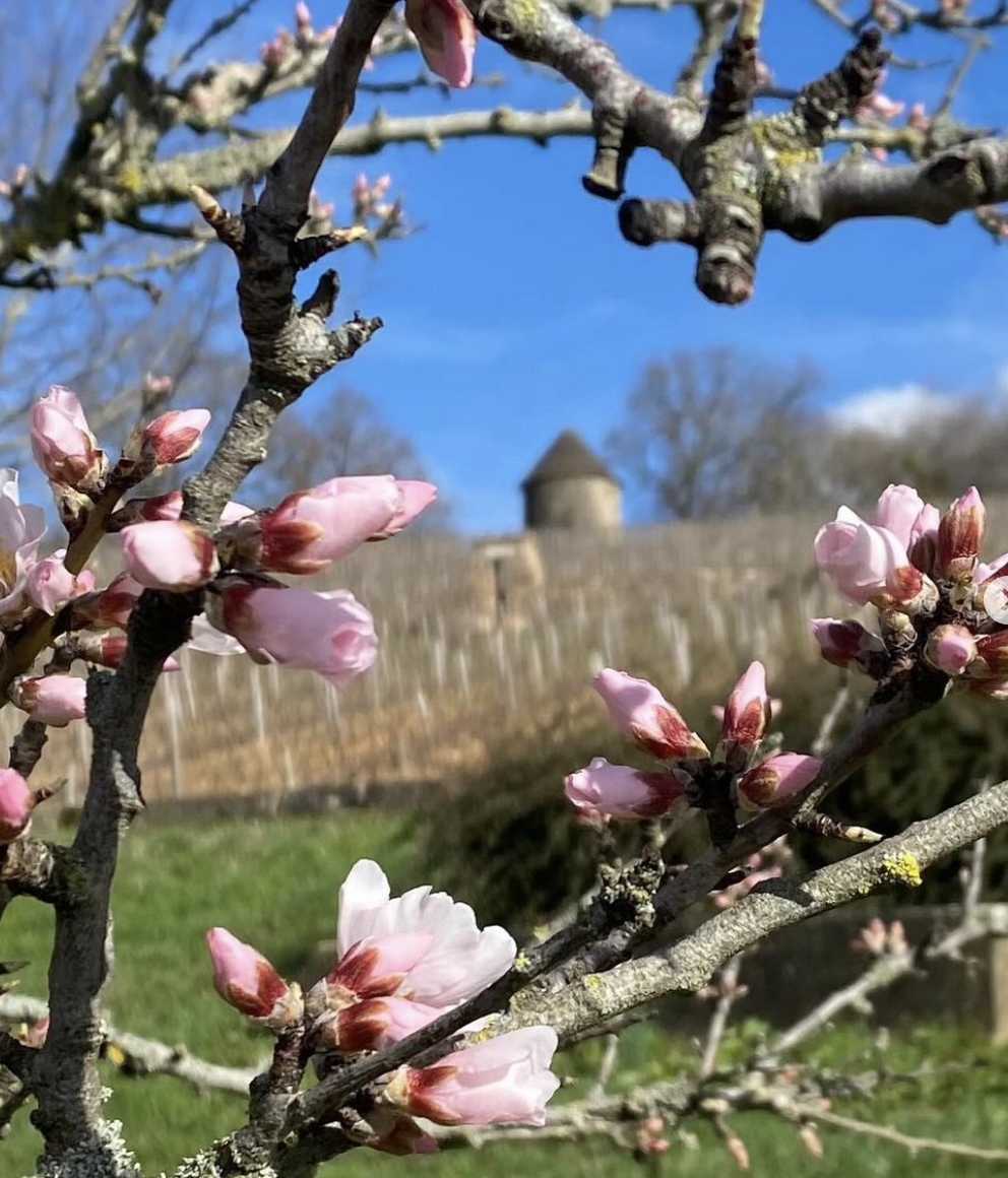 Burgundy Rarities up to 97 Points from an 894-Year-Old Estate!