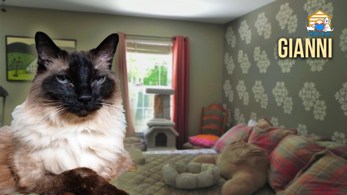 Zoom Backgrounds - Kitty Lovers Edition