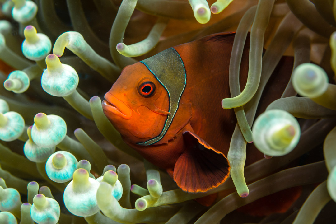 Raja4Divers Newsletter
