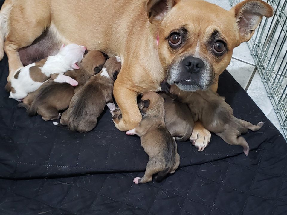 What's new with DPS Rescue?