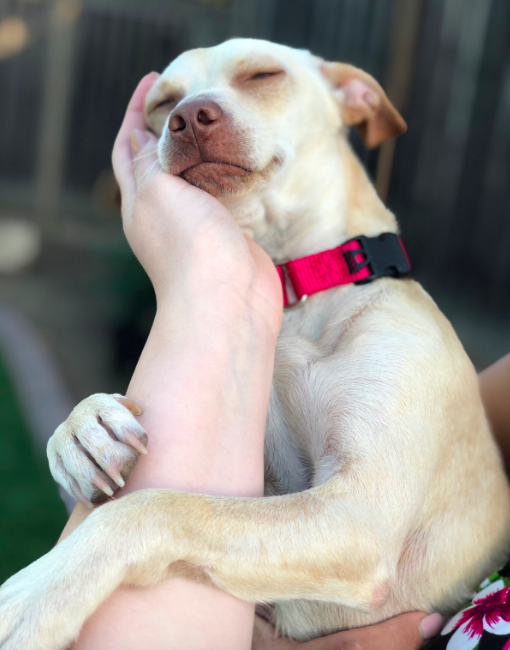 New DPS dogs & family-friendly programs!