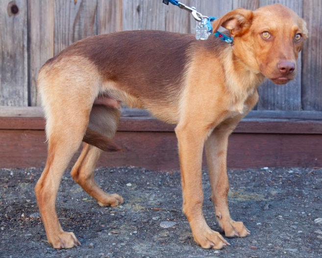 Calling *all* our DPS Rescue supporters!