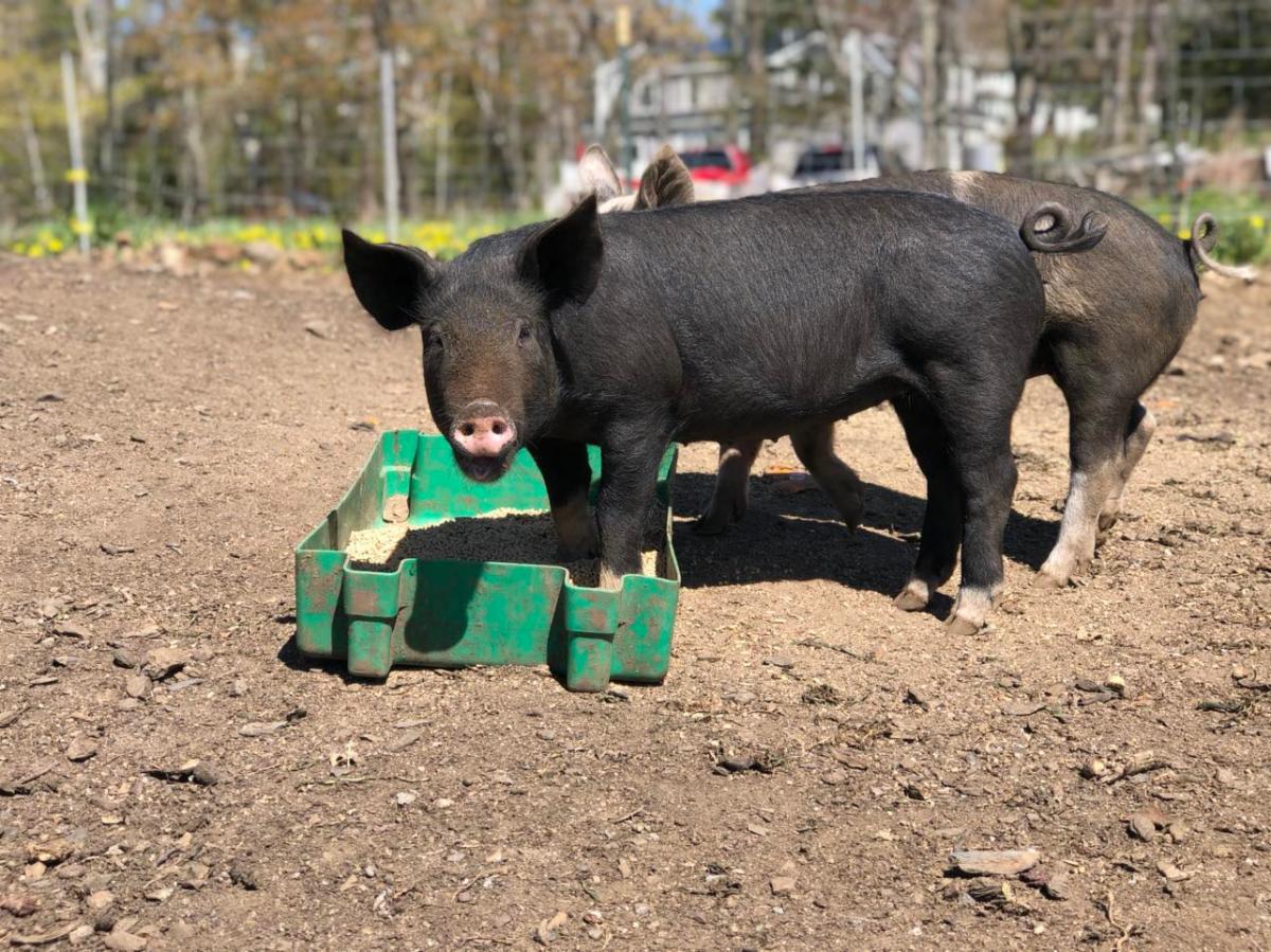 A look into the farming family at Alewives.